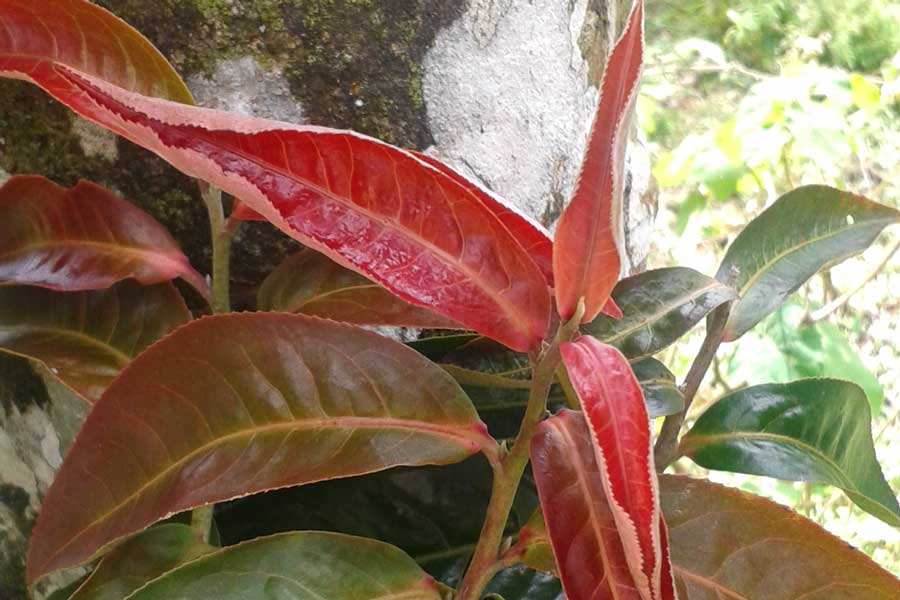 Lao Cai Gallery | Vietnam Tea Blog